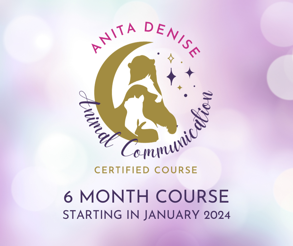 Animal Communication Course ⋆ Anita Denise Psychic Medium