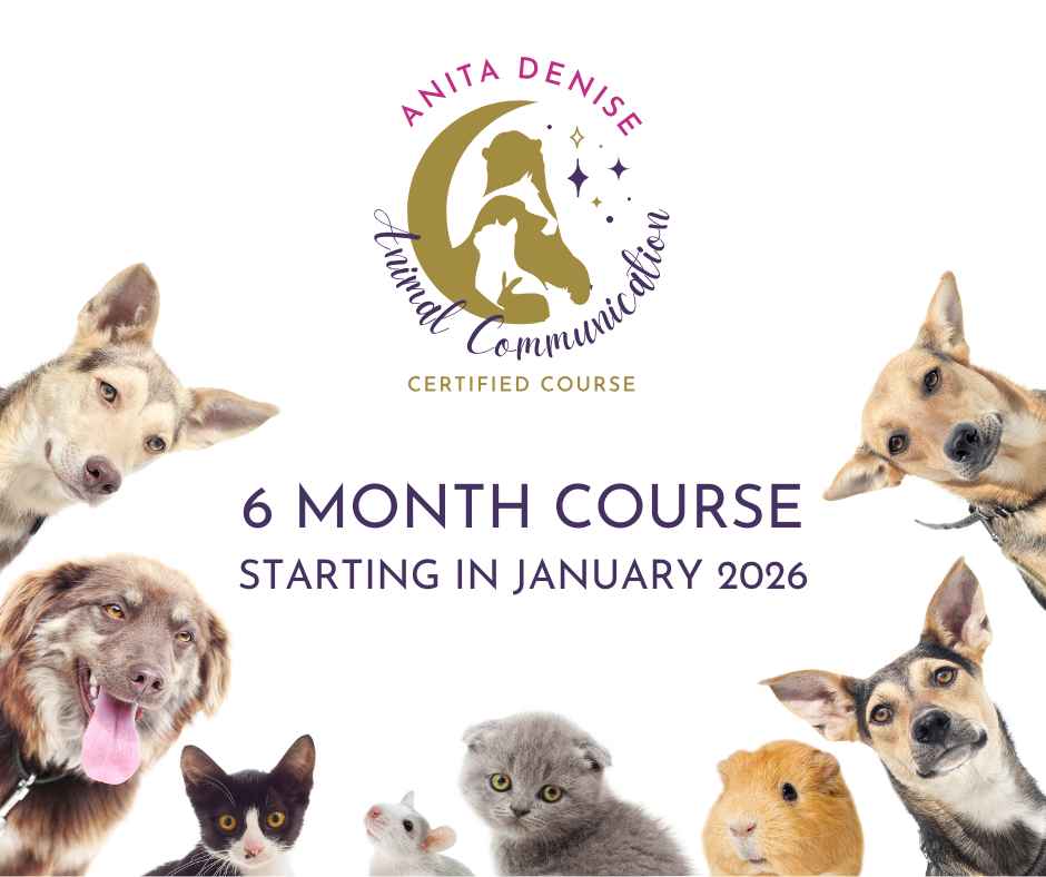 Animal Communication Course ⋆ Anita Denise Psychic Medium