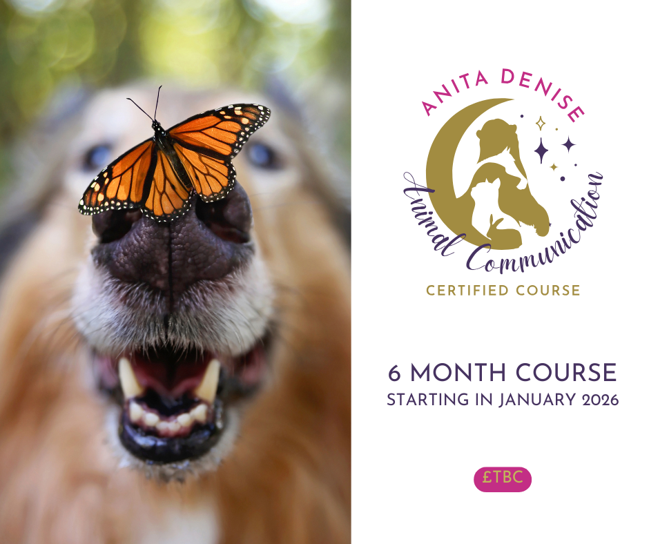 Animal Communication Course ⋆ Anita Denise Psychic Medium
